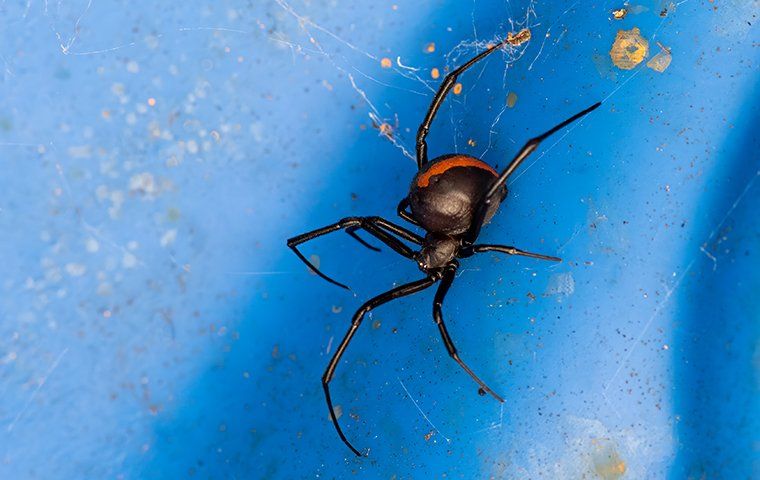 The Ultimate Spider Prevention Guide For Austin Homes | Aries Pest ...