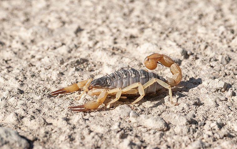 Pest Spotlight: Dealing With The Scorpions In Austin | Aries Pest ...